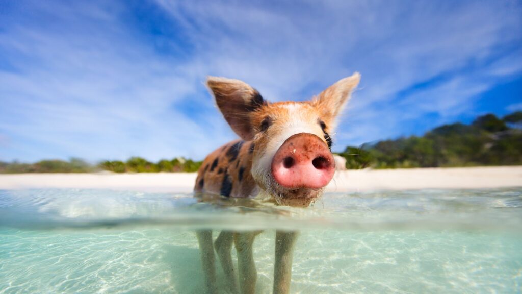 6 Sensational STEM Spots in the Bahamas for the Ultimate High School ...